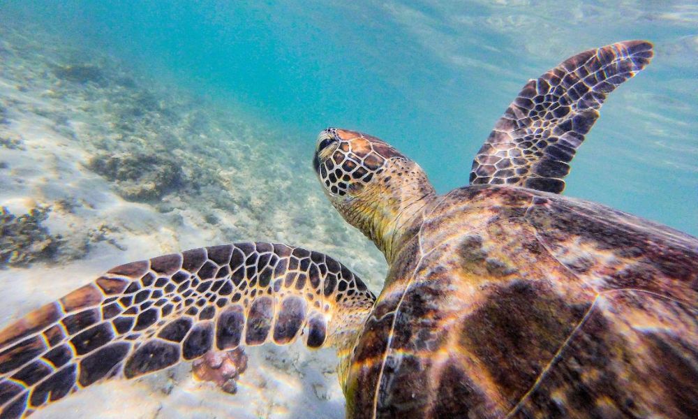 Dunk Island Reef Adventures 2026 | Best-tickets.com.au